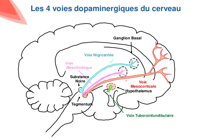 Système dopaminergique : traitement médicament | Dopamine.fr
